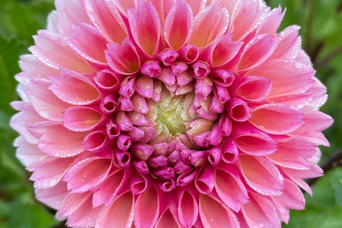 All about twax joints, including how to roll one in 5 easy steps - Ack ...