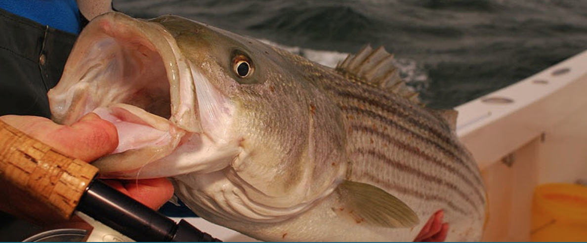 Bluefishing On Nantucket has been awesome! · Ack Natural