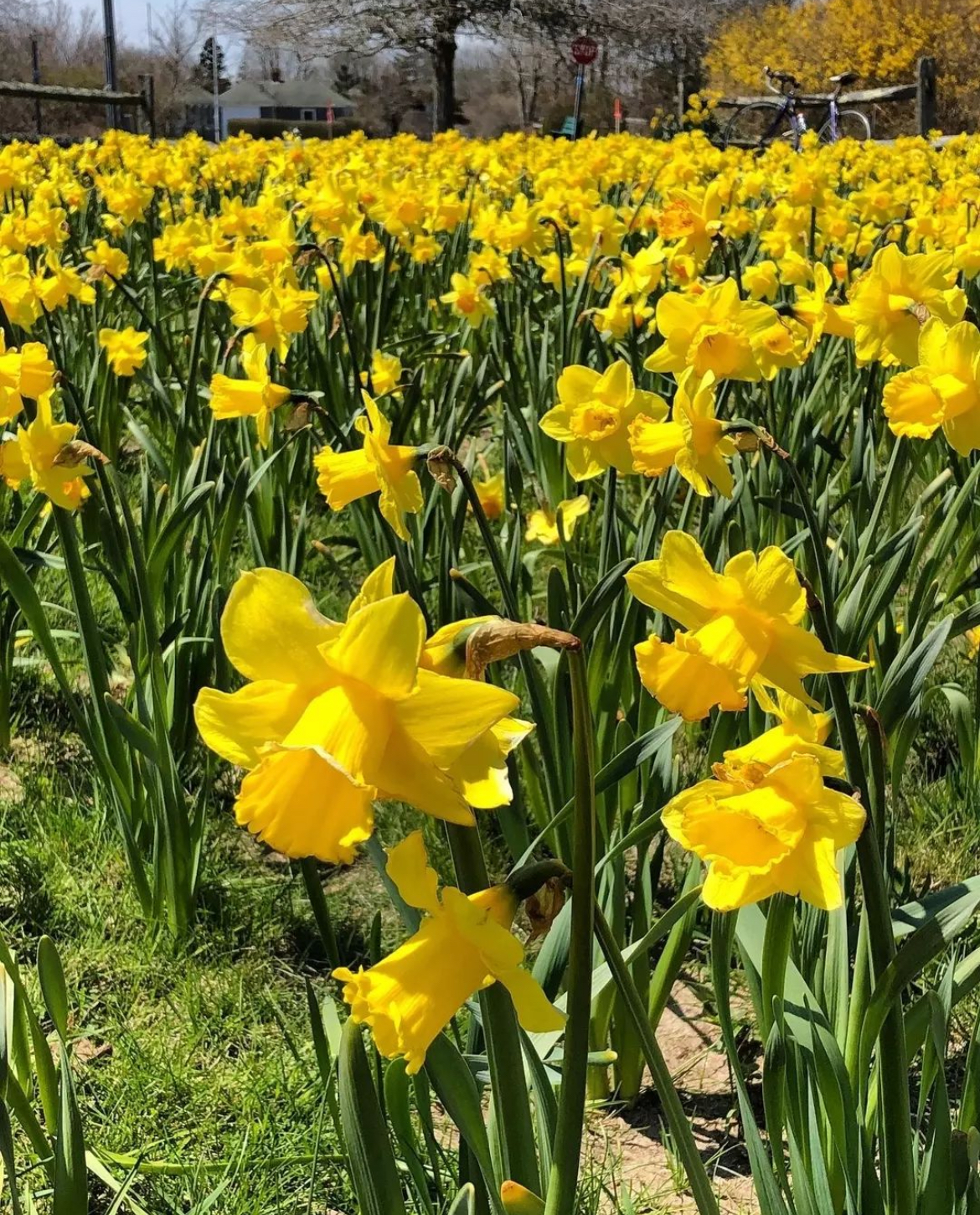 Tips for a Successful Nantucket Daffodil Festival 2024 · Ack Natural
