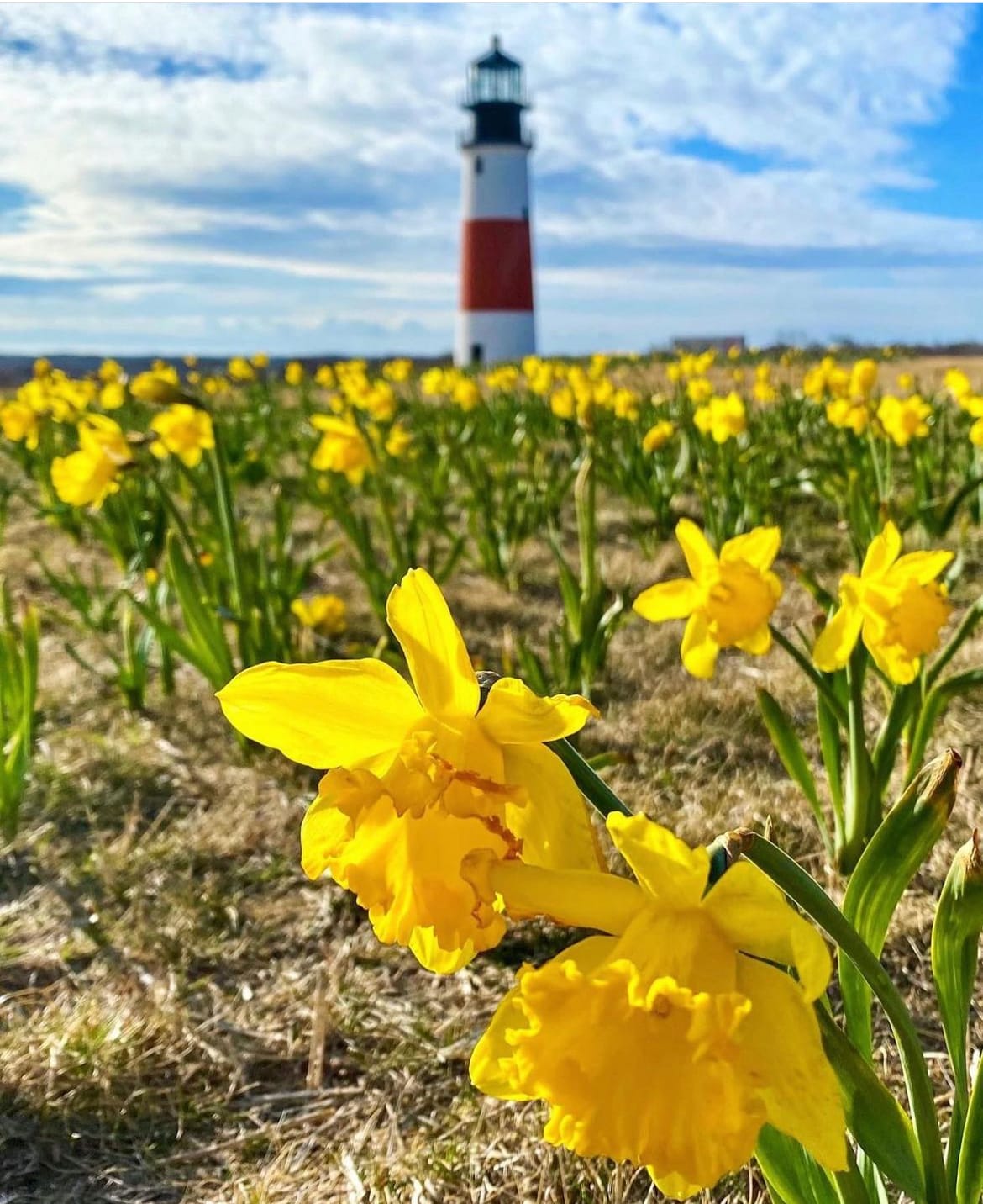 Nantucket Daffodil Festival · Ack Natural