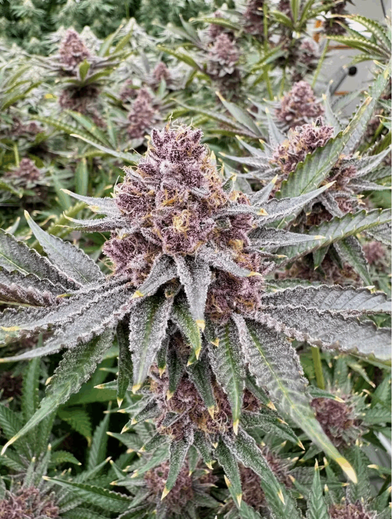 New Cultivars: Discover Tropical Cherry Today · Ack Natural